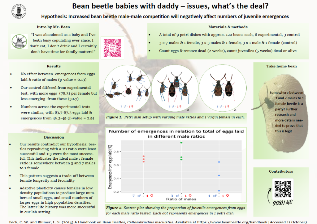 Bean beetle babies with daddy – issues, what’s the deal? – bioPITCH